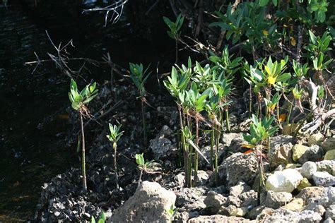 Rhizophora mangle