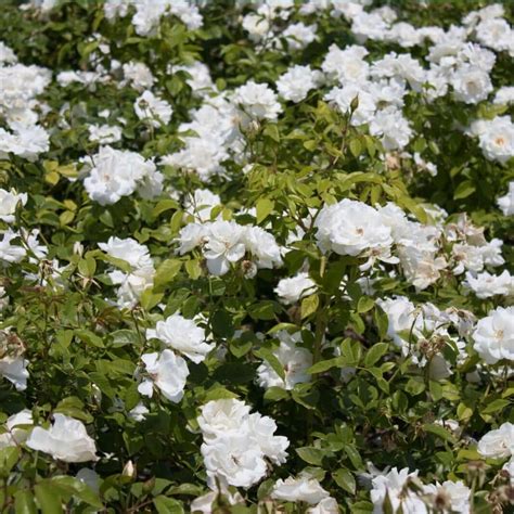 White Iceberg Shrub Rose Plants Express