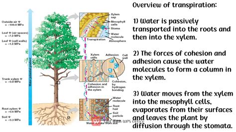 Transpiration Stomatal Transpiration And Opening And Closing