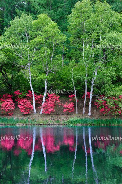 静かな湖畔 写真素材 4385684 フォトライブラリー Photolibrary