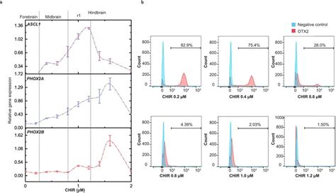 Hindbrain R1 Patterning A QPCR Of Norepinephrine Neural Progenitor