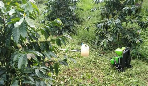 Cara Menanam Kopi Robusta Pemula Lengkap Dan Menghasilkan
