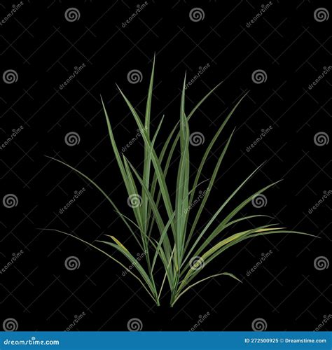 3d Illustration Of Set Miscanthus Sinensis Grass Isolated On Black