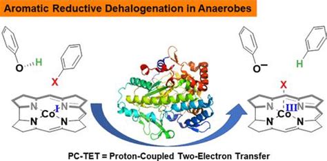 深入了解 Dehalococcoides Mccartyi 菌株 Cbdb1 介导的 B12 依赖性芳香族还原脱卤作用的机制environmental Science