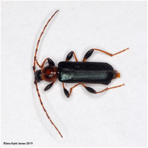 Invertebrates In Faroe Islands