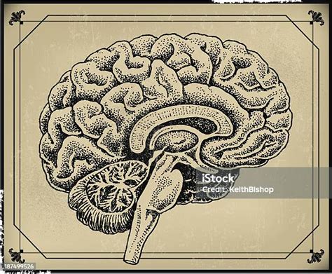 Human Brain Retro向量圖形及更多人腦圖片 人腦 人類內臟 人體 Istock