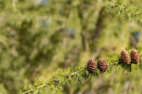Conos De Forma Rastrera De Alerce Europeo Larix Decidua Mill F