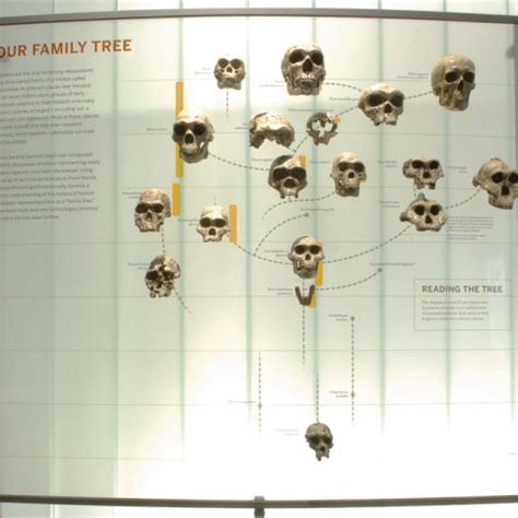 Tree Of Life Human Body Connection Gallery Courtesy Of The Museum Of Download Scientific