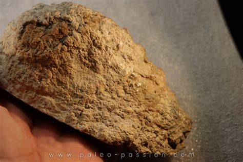 Dinosaur Coprolithe Jurassic Morrison Formation