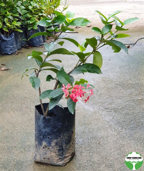 Ixora Super Pink Chop Ching Hin Pte Ltd