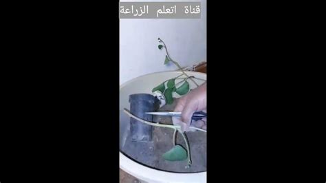 Ipomoea Pes Caprae طريقة زراعة نبتة اذن الفيل بطريقه مبسطة وسهلة 2022