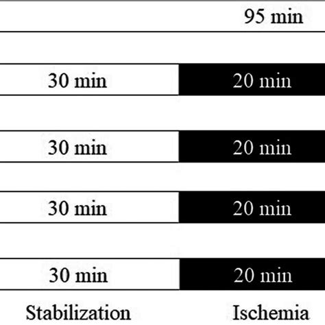 Experimental Protocol For Myocardial Ischaemia Reperfusion I R Download Scientific Diagram