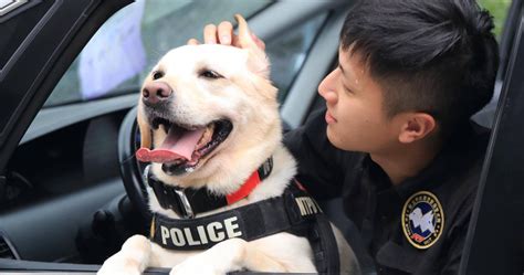 享受狗生啦！從2個月為國貢獻到7歲 「期末考賣萌警犬」多多光榮退役 生活 Ctwant
