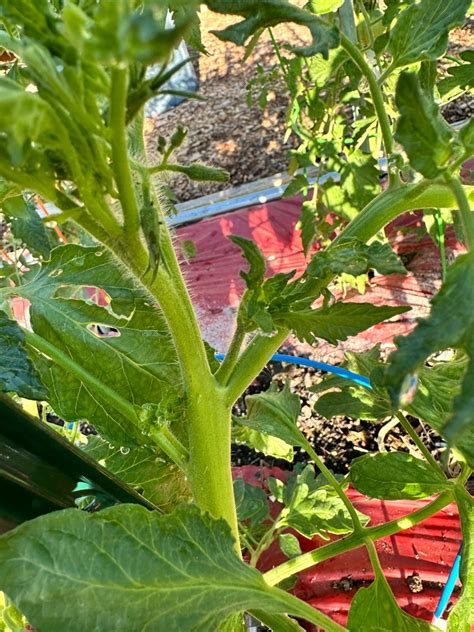 Achieving Peak Tomato Performance Extension Master Gardener Volunteers Of Durham County