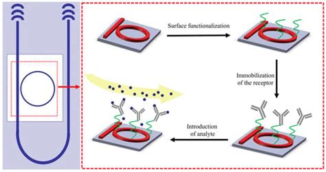 A Label Free Optical Biosensor Based On An Array Of Microring Resonators For The Detection Of