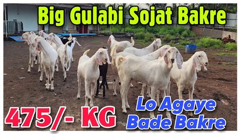 475 Kg Big Khassi Sojat Goat At Ashrafi Goat Farm Saste Bakre In