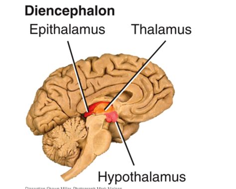 Diencephalon Flashcards Quizlet