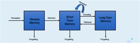 Psych Chapter 5 Memory 5a Atkinson Shiffrin Multi Store Model Of Memory Flashcards Quizlet