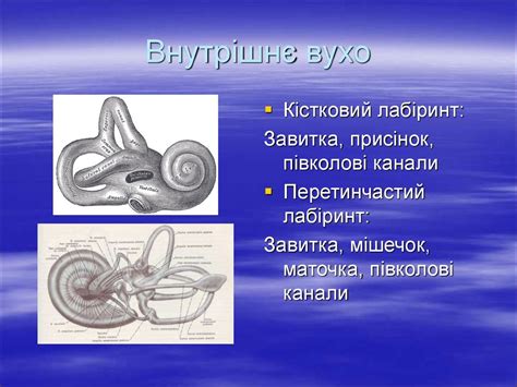 Захворювання вуха Анатомія вуха Фізіологія вуха Методи дослідження