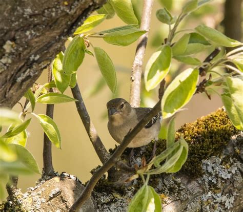 Premium Photo Bird Perching On A Tree