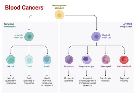 Components Of Blood Blood Function And Composition Healthengine Blog