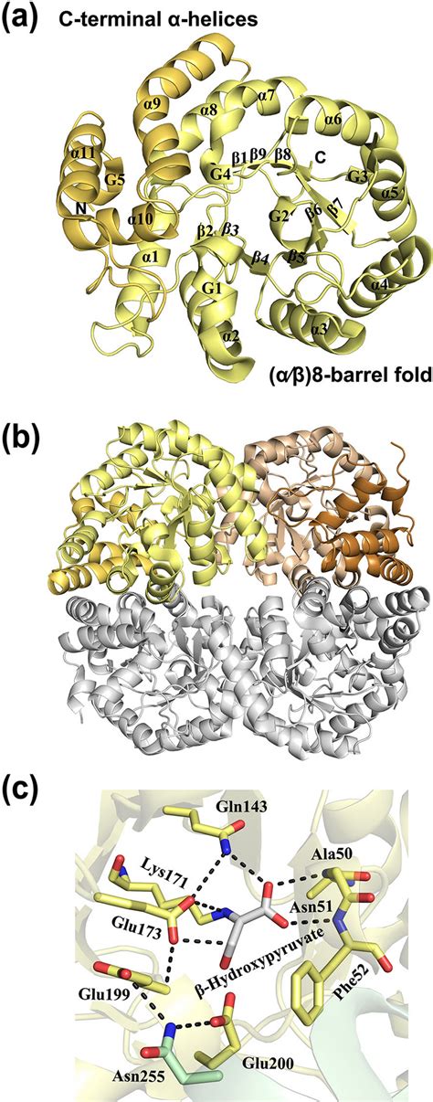 Crystal Structure Of The Monomer Of Ab Lpdht Pdb 7c0c A Overall Download Scientific Diagram