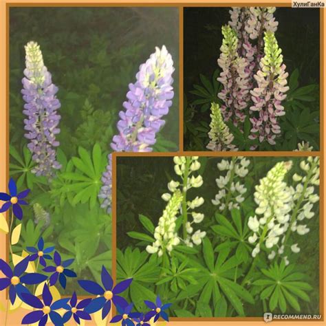 Люпин многолистный ( Lupinus polyphyllus ) - «Садовые пальмочки ...