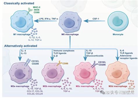 Nature巨噬细胞：从“免疫清道夫”到疾病治疗新靶点 知乎