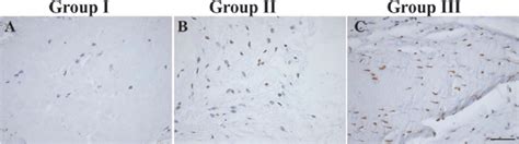 Morphohistological Features Of Tendon Tissue From Rotator Cuff Tears