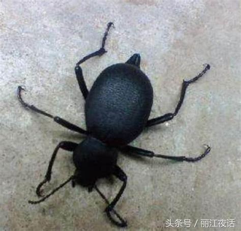 云南农村有一种昆虫俗称打屁虫药材市场上卖500元一斤 齐齐哈尔诗词网