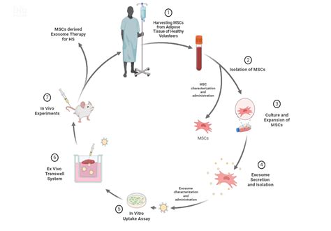 Best 12 Mesenchymal Stem Cell Derived Exosome Therapy Biorender
