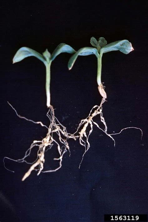 Root Knot Nematode Genus Meloidogyne