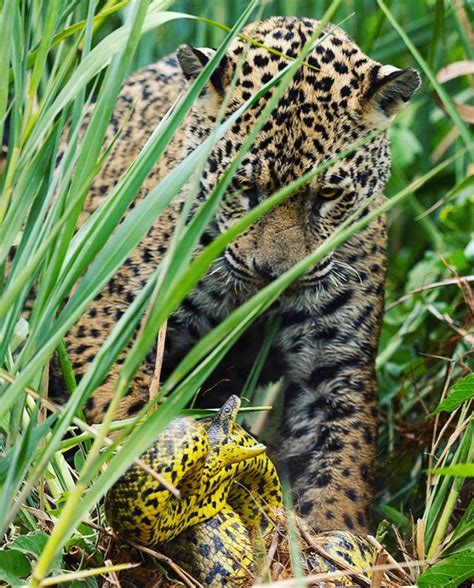 Luanda Silva on Twitter RT BiodiversidadeB Duelo de gigantes Onça