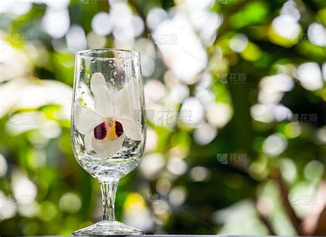 花在一杯酒里