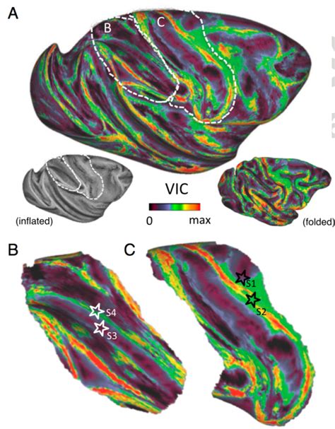 Human Connectome Project Neurobanter
