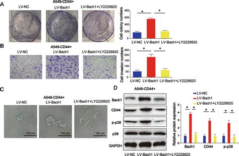 Inhibitors Of Mapk Signaling Repressed Cd44 Csc Characteristics A