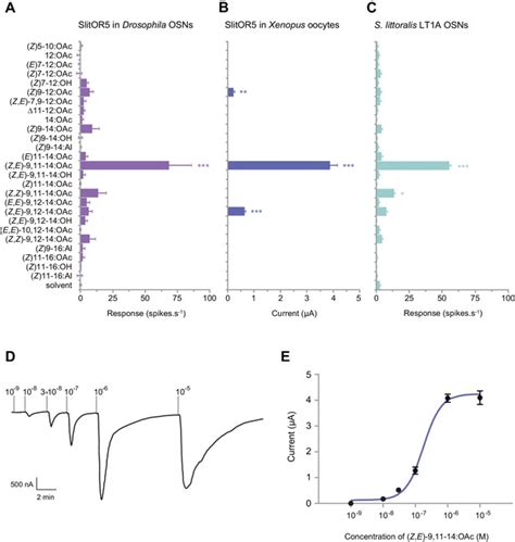 A Novel Lineage Of Candidate Pheromone Receptors For Munication
