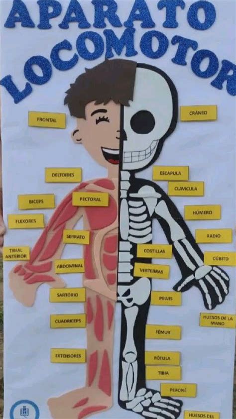 Pin De Maria En Pines Creados Por Ti Sistema Muscular Para Niños Aparato Locomotor El