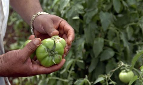 Lluvias afectan cultivos de pequeños productores 3 Fronteras ABC Color