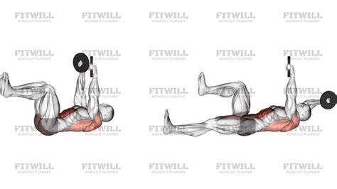 Weighted Dead Bug Exercise Guide Techniques Benefits How To