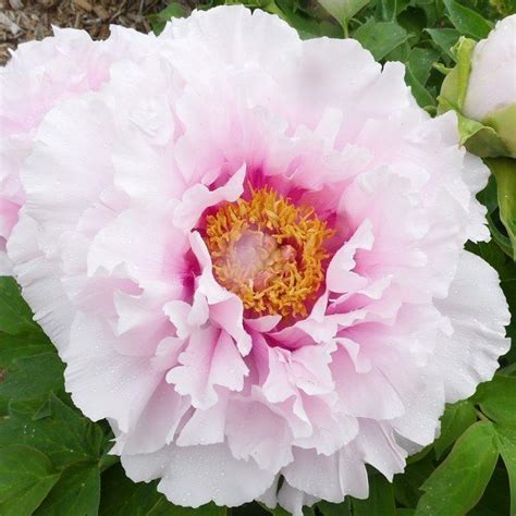 Lutea Hybrid Tree Peony Paeonia Aegean In The Peonies Database