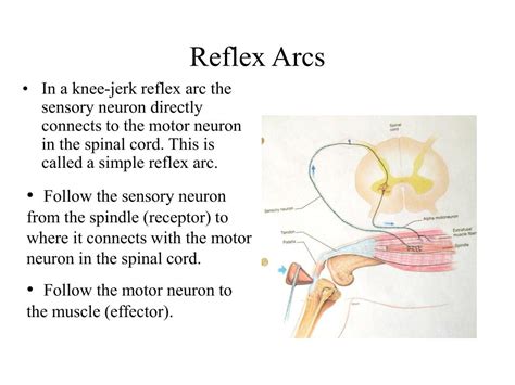 Simple Reflex Arc Diagram Labeled Diagram Media