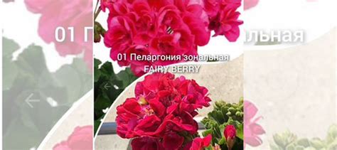 Пеларгония герань сортовая купить в Москве | Товары для дома и дачи | Авито