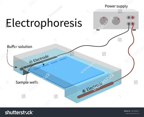Agarose Gel Electrophoresis Definition Principle Parts 43 Off
