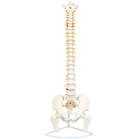 Buy Axis Scientific Full Size Ultra Flexible Spine Model With Removable