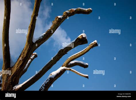 Pollarded Willow Hi Res Stock Photography And Images Alamy