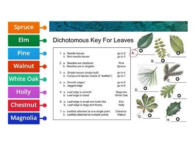 Dichotomous Key Teaching Resources