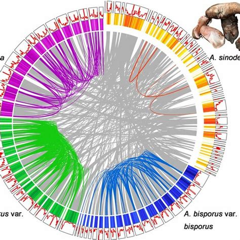 Genomic Architecture Of The A Sinodeliciosus Genome And Three Closely