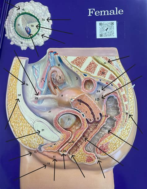 Female Anatomy Pt 1 Diagram Quizlet