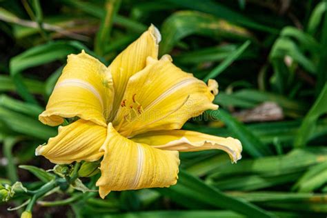 Closeup Of Yellow Daylily Flower In The Garden Floral Wallpaper Stock